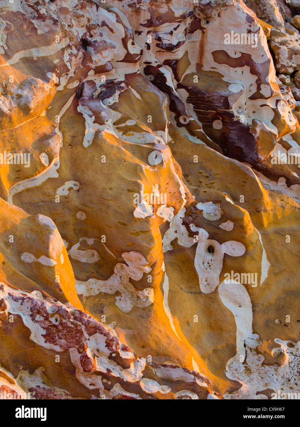 Darwins rocks hi-res stock photography and images - Alamy