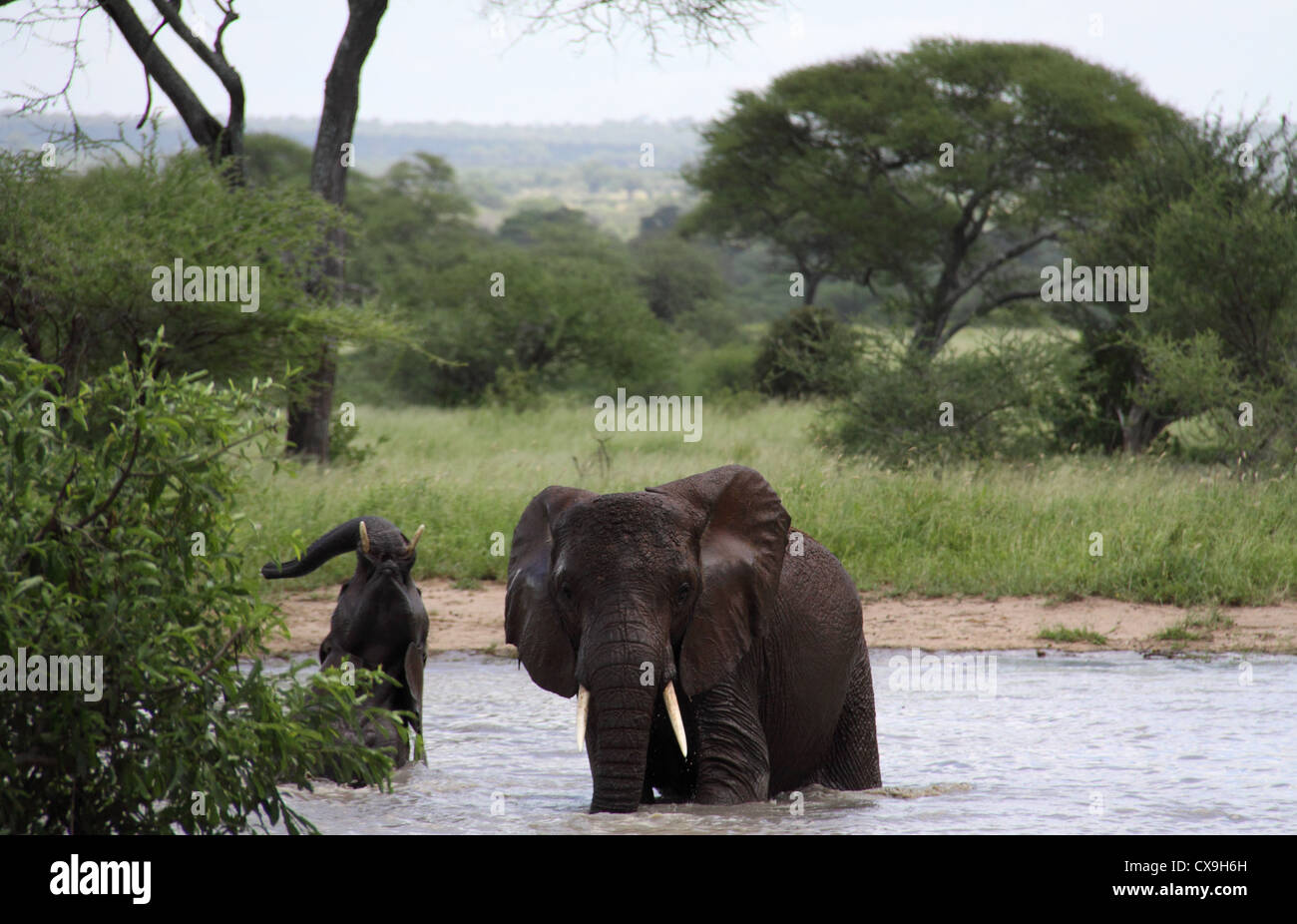 Elephant, Tarangire National Park, Tanzania, Africa Stock Photo - Alamy