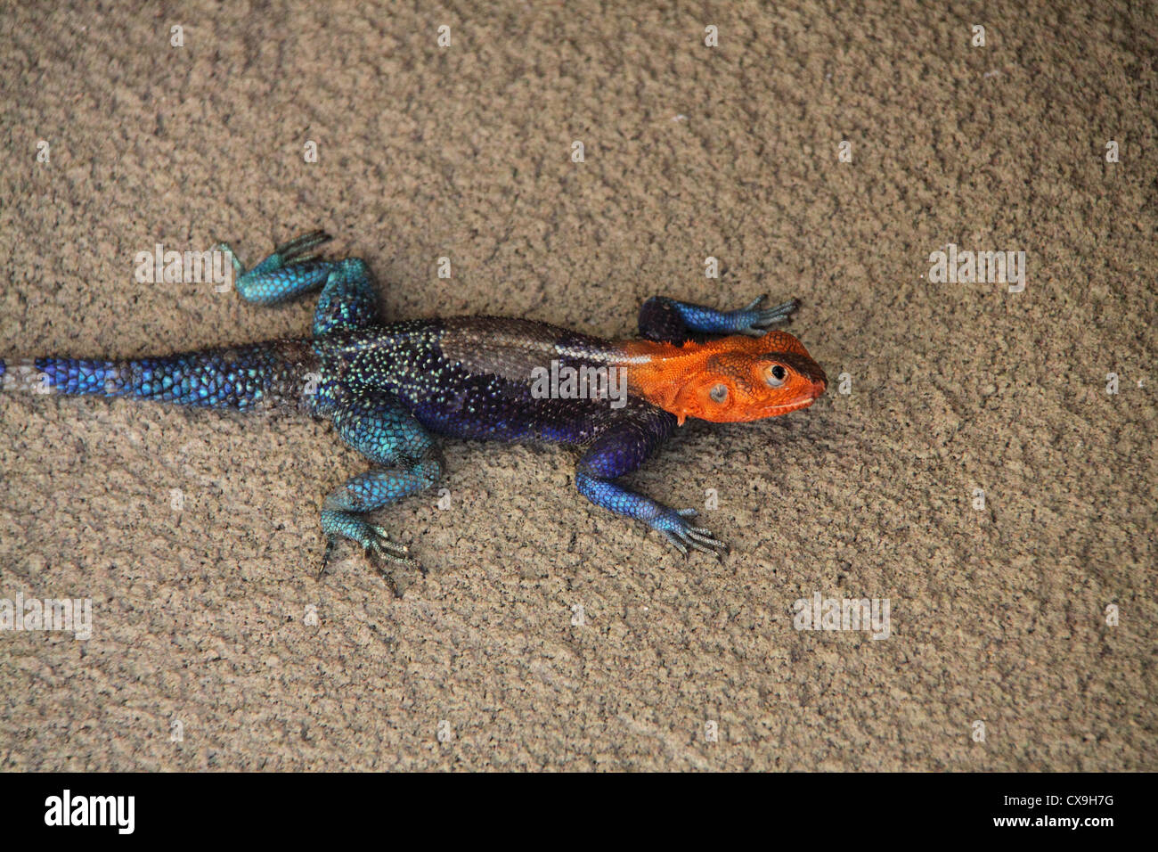 Lizard, Tarangire National Park, Tanzania, Africa Stock Photo - Alamy