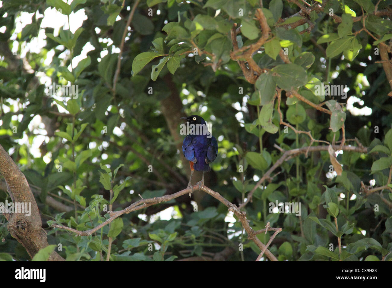 National bird of tanzania hi-res stock photography and images - Alamy