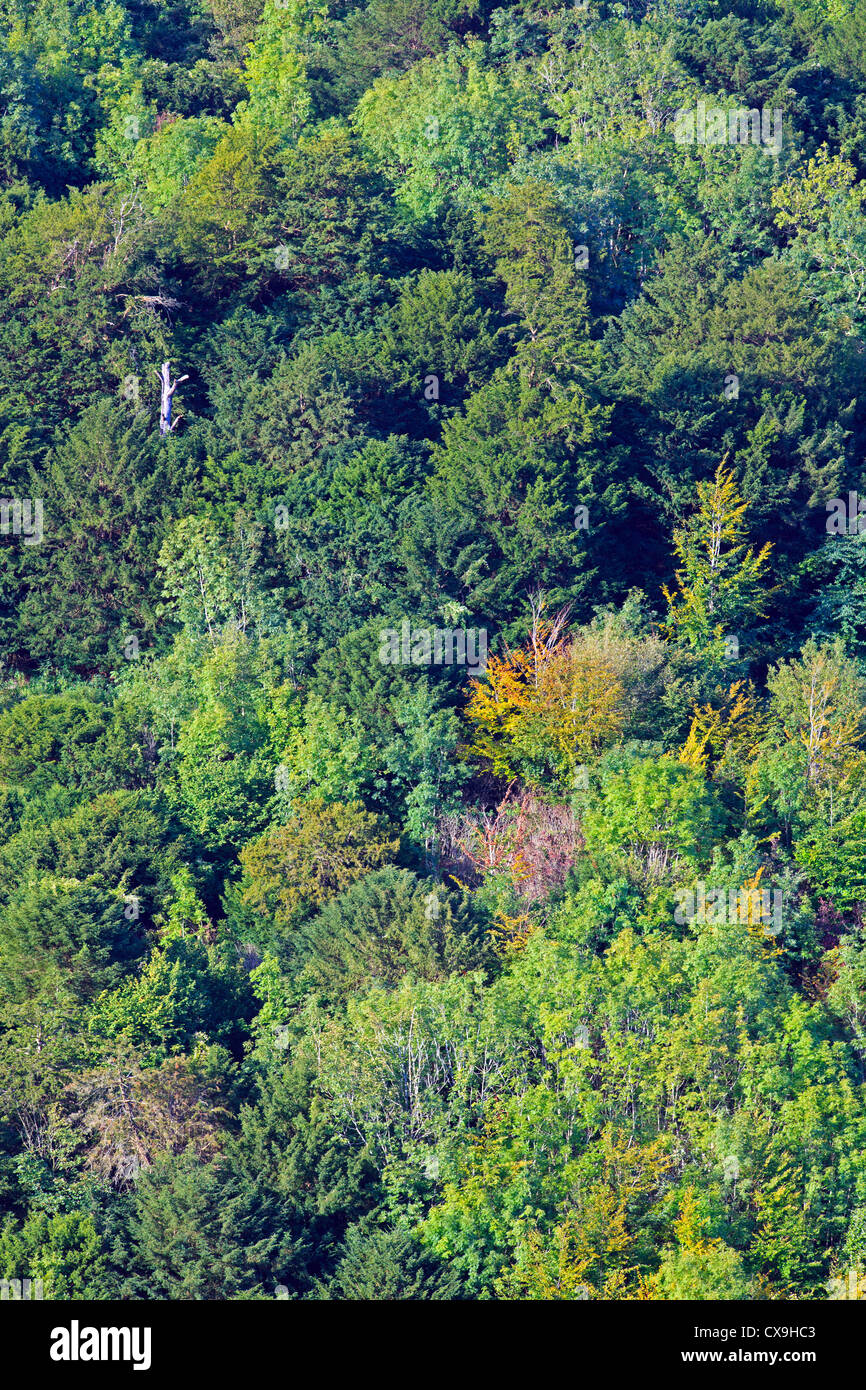 A mixture of trees hi-res stock photography and images - Alamy