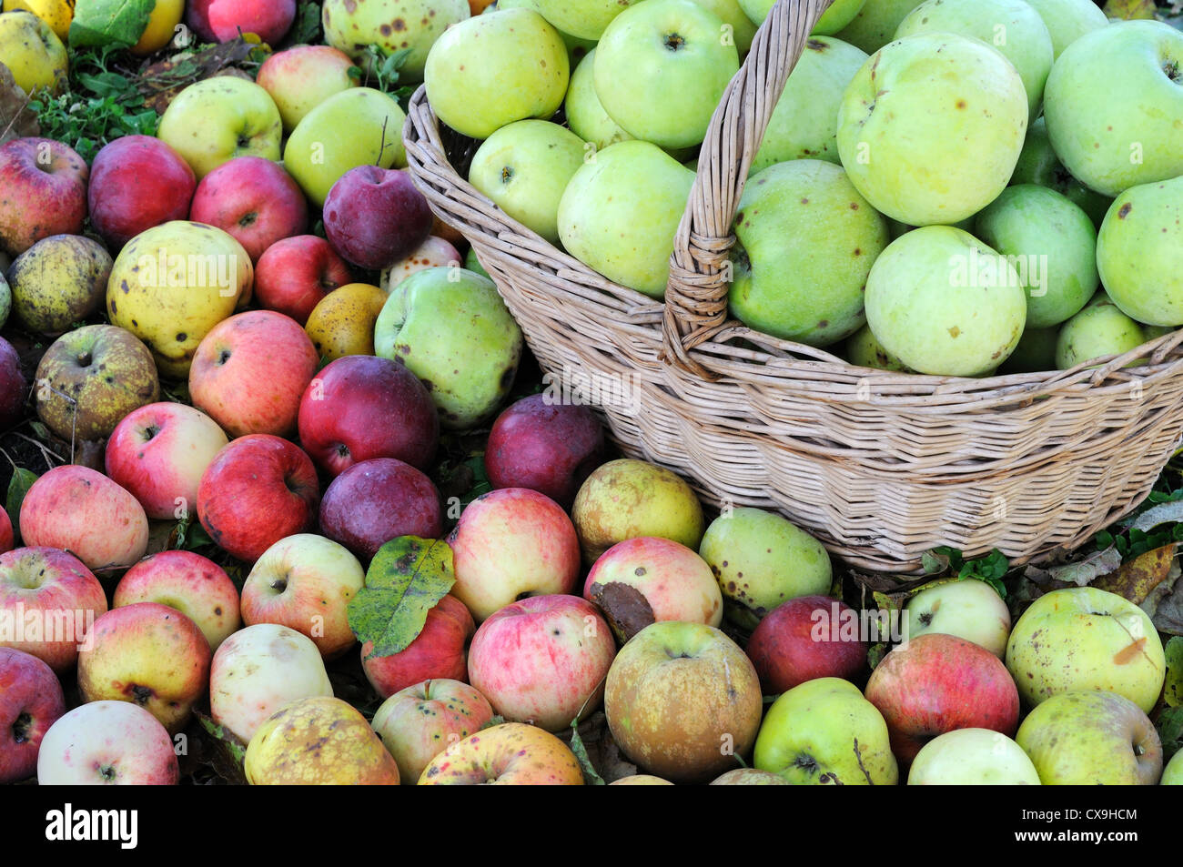 Organic apples hi-res stock photography and images - Alamy