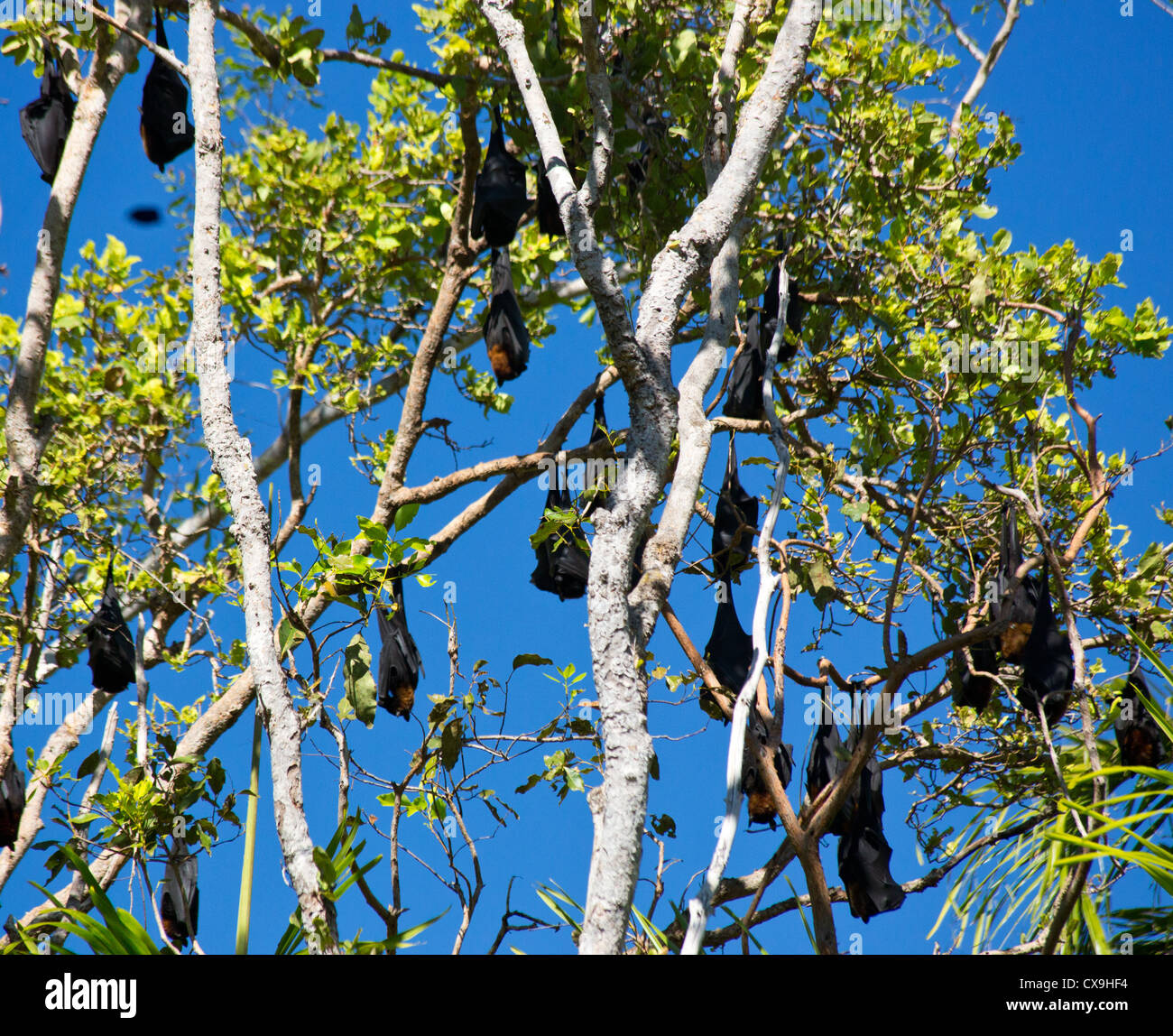 Little Red Flying Foxes, Pteropus scapulatus, roosting in a tree ...