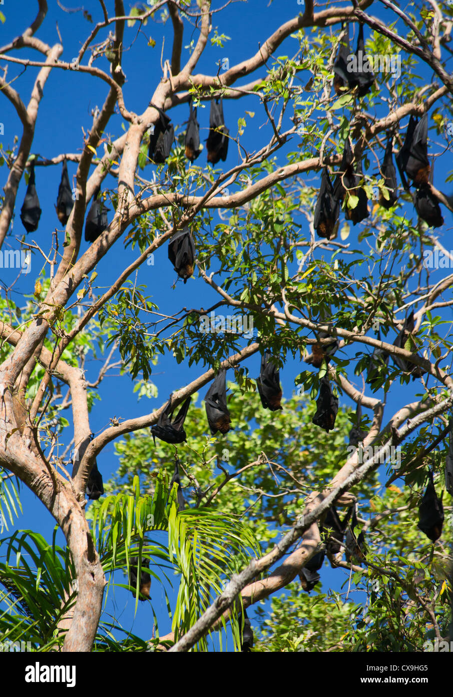 Little Red Flying Foxes, Pteropus scapulatus, roosting in a tree ...