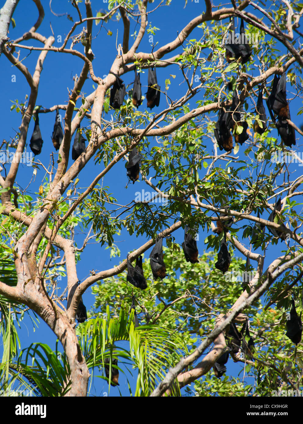 Little Red Flying Foxes, Pteropus scapulatus, roosting in a tree ...