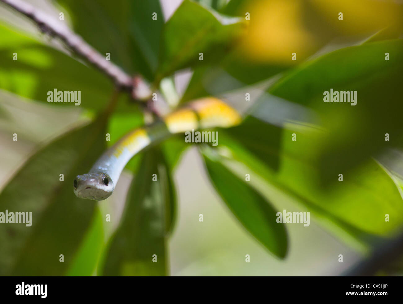 Australian tree snake hi-res stock photography and images - Alamy
