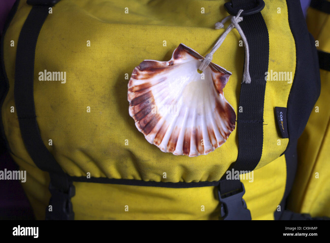 Pilgrim scallop hi-res stock photography and images - Alamy