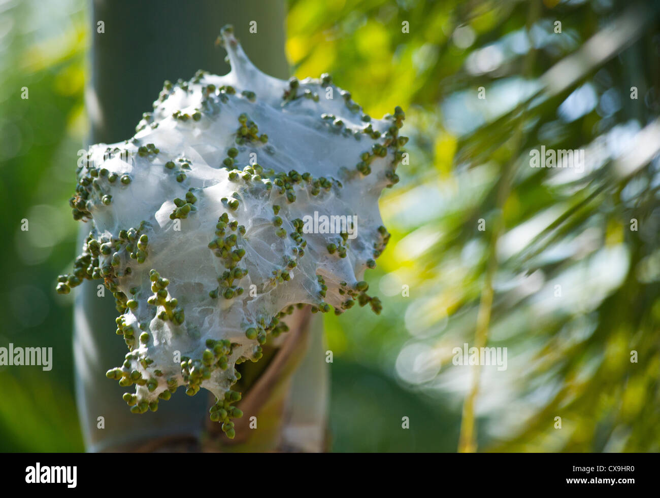 Green ants nest hi-res stock photography and images - Alamy