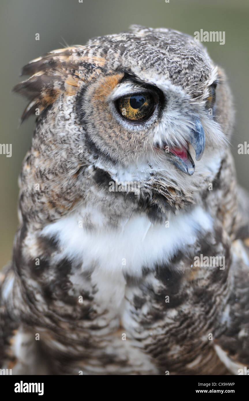 Tiger owl hi-res stock photography and images - Alamy