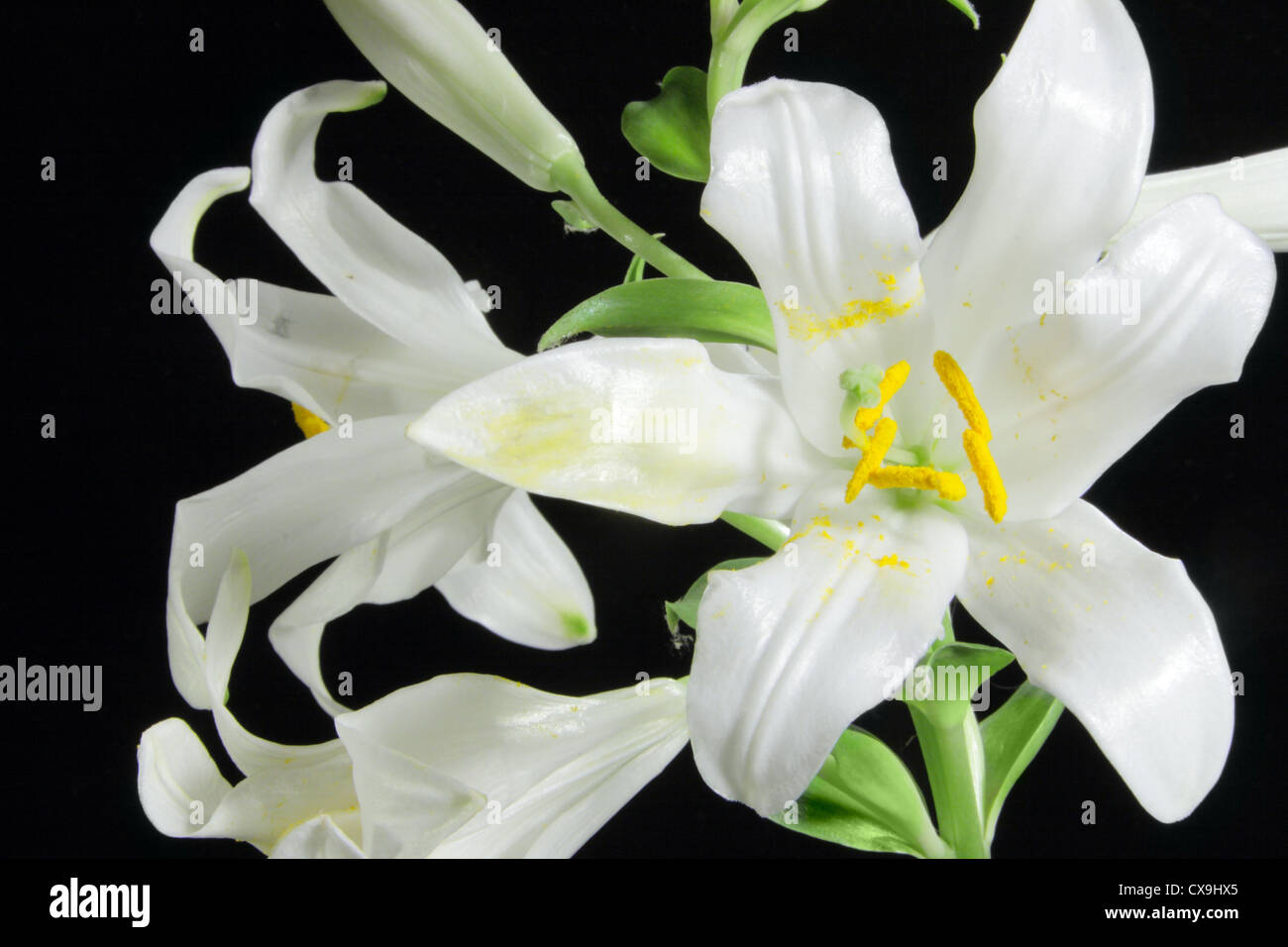 lily flowers close up Stock Photo - Alamy