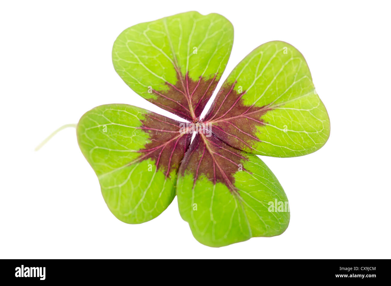 cloverleaf with stalk isolated before white background Stock Photo - Alamy