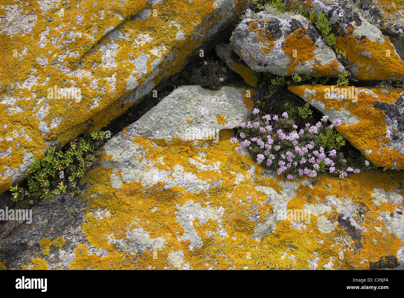 Lichen covered rocks on a beach in Galicia, Spain Stock Photo - Alamy