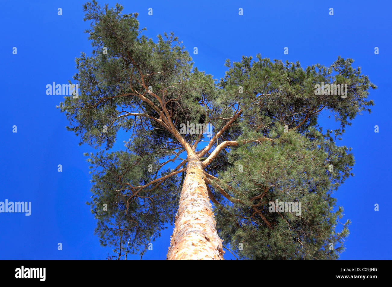 Pinaceae hi-res stock photography and images - Alamy