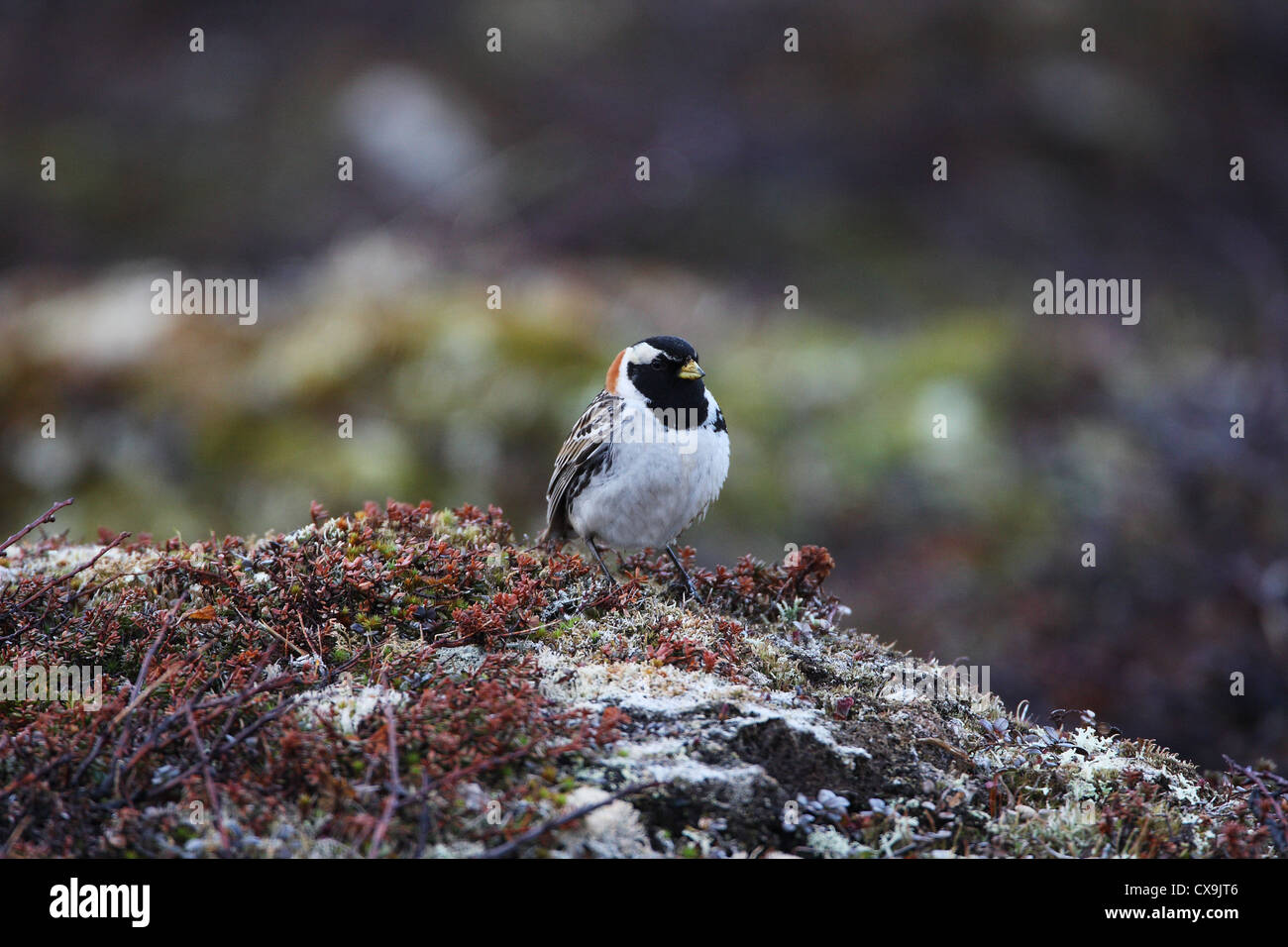 Adult male Lapland Bunting (Lapland Longspur) Calcarius lapponicus ...