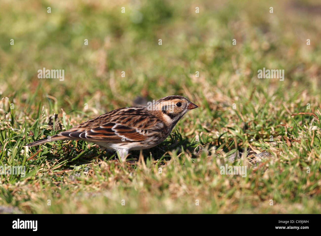 Lapland Bunting (Lapland Longspur) Calcarius lapponicus, Shetland ...