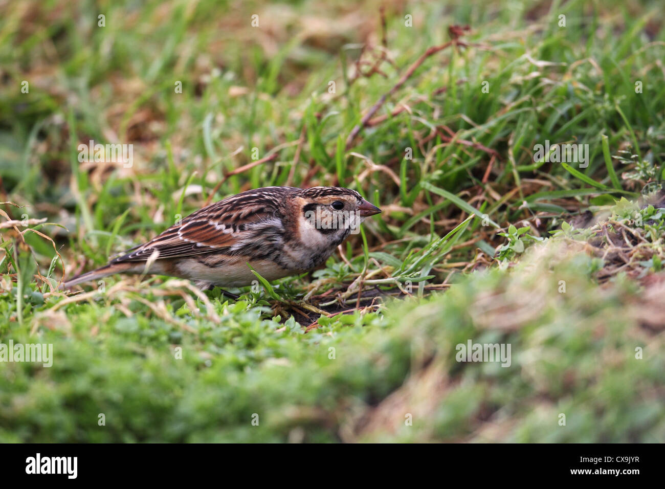 Lapland Bunting (Lapland Longspur) Calcarius lapponicus, Shetland ...