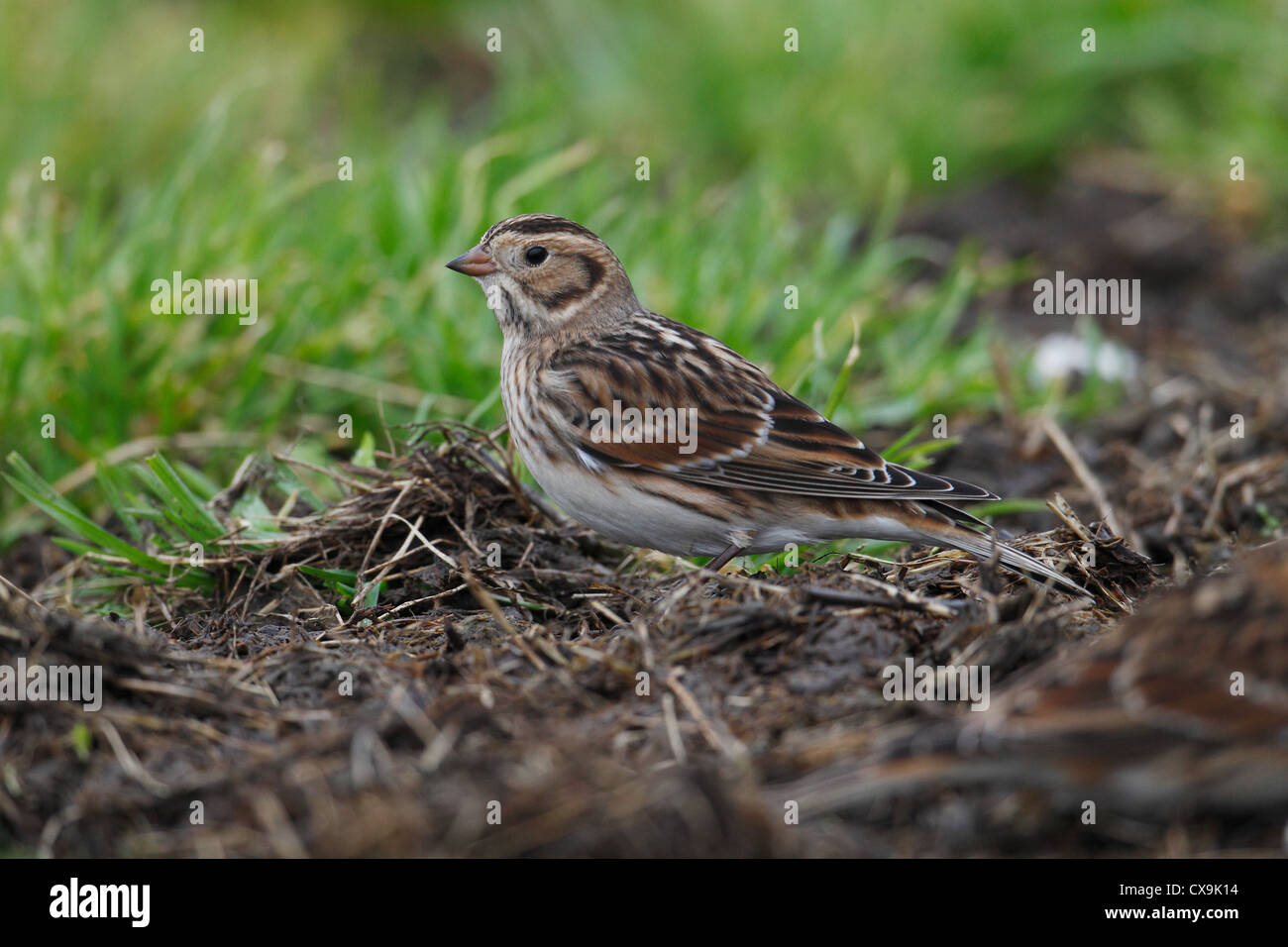 Lapland Bunting (Lapland Longspur) Calcarius lapponicus, Shetland ...