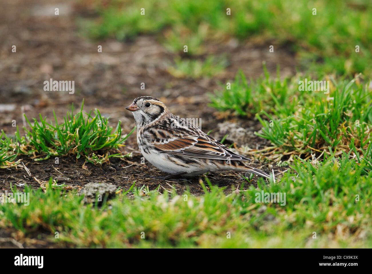 Lapland Bunting (Lapland Longspur) Calcarius lapponicus, Shetland ...