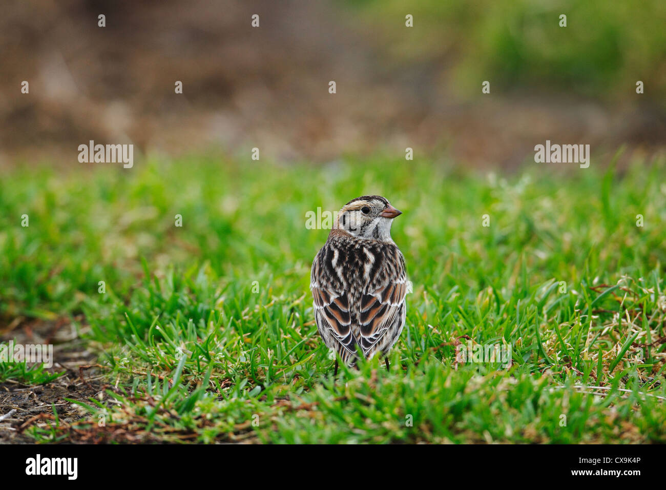 Lapland Bunting (Lapland Longspur) Calcarius lapponicus, Shetland ...
