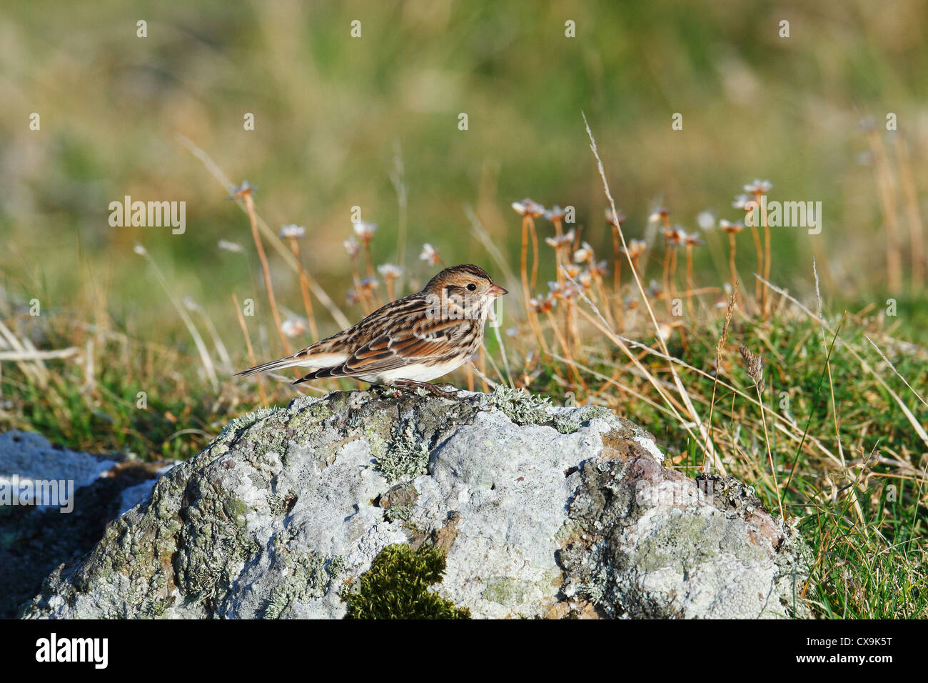 Lapland Bunting (Lapland Longspur) Calcarius lapponicus, Shetland ...