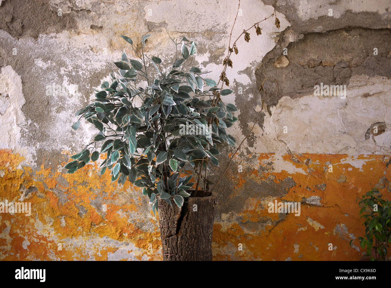 Old rendered wall in Portugal Stock Photo - Alamy