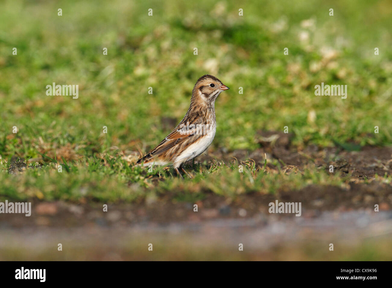 Lapland Bunting (Lapland Longspur) Calcarius lapponicus, Shetland ...