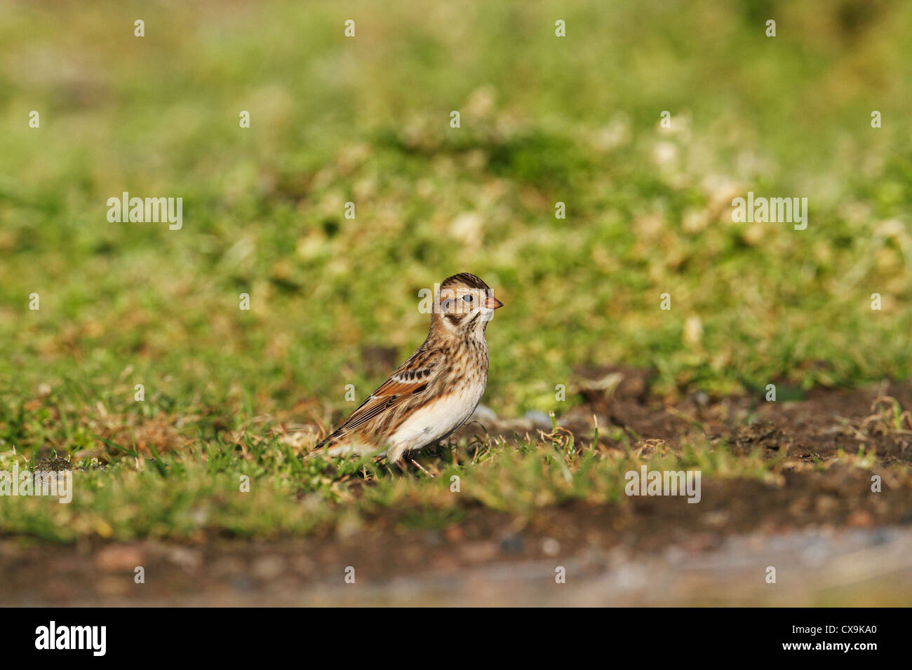 Lapland Bunting (Lapland Longspur) Calcarius lapponicus, Shetland ...