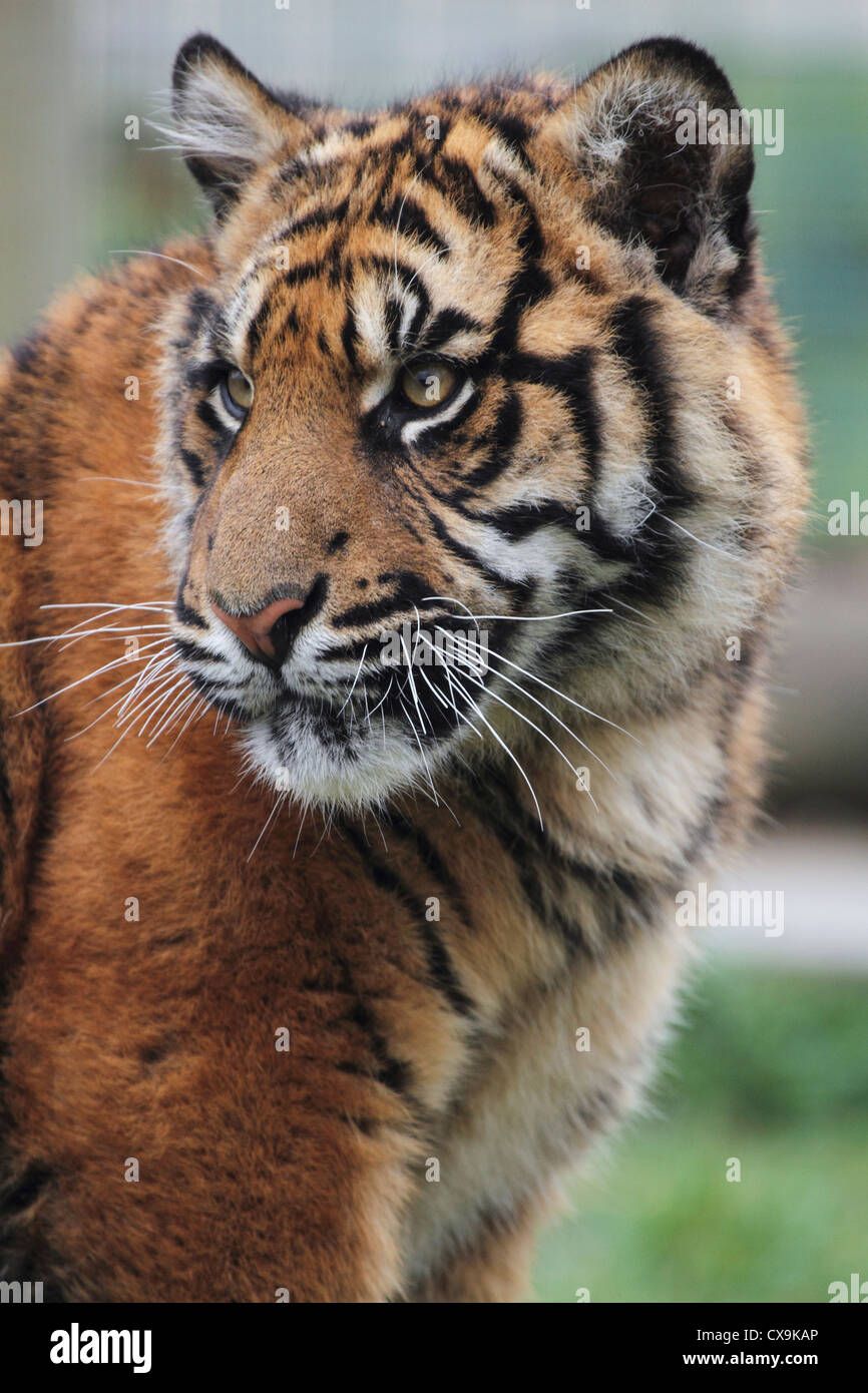 Sumatran Tiger Cub High Resolution Stock Photography and Images - Alamy