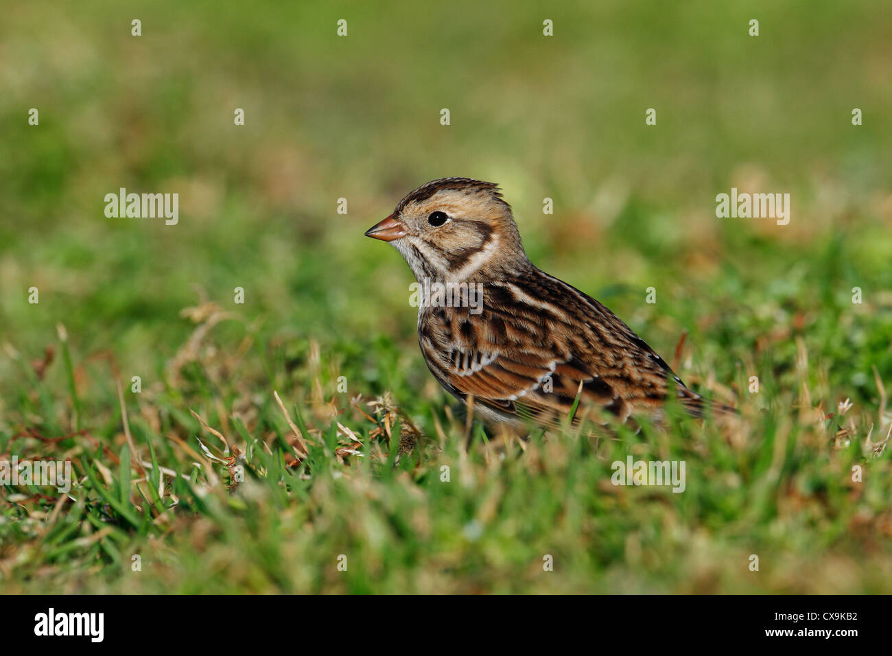 Lapland Bunting (Lapland Longspur) Calcarius lapponicus, Shetland ...