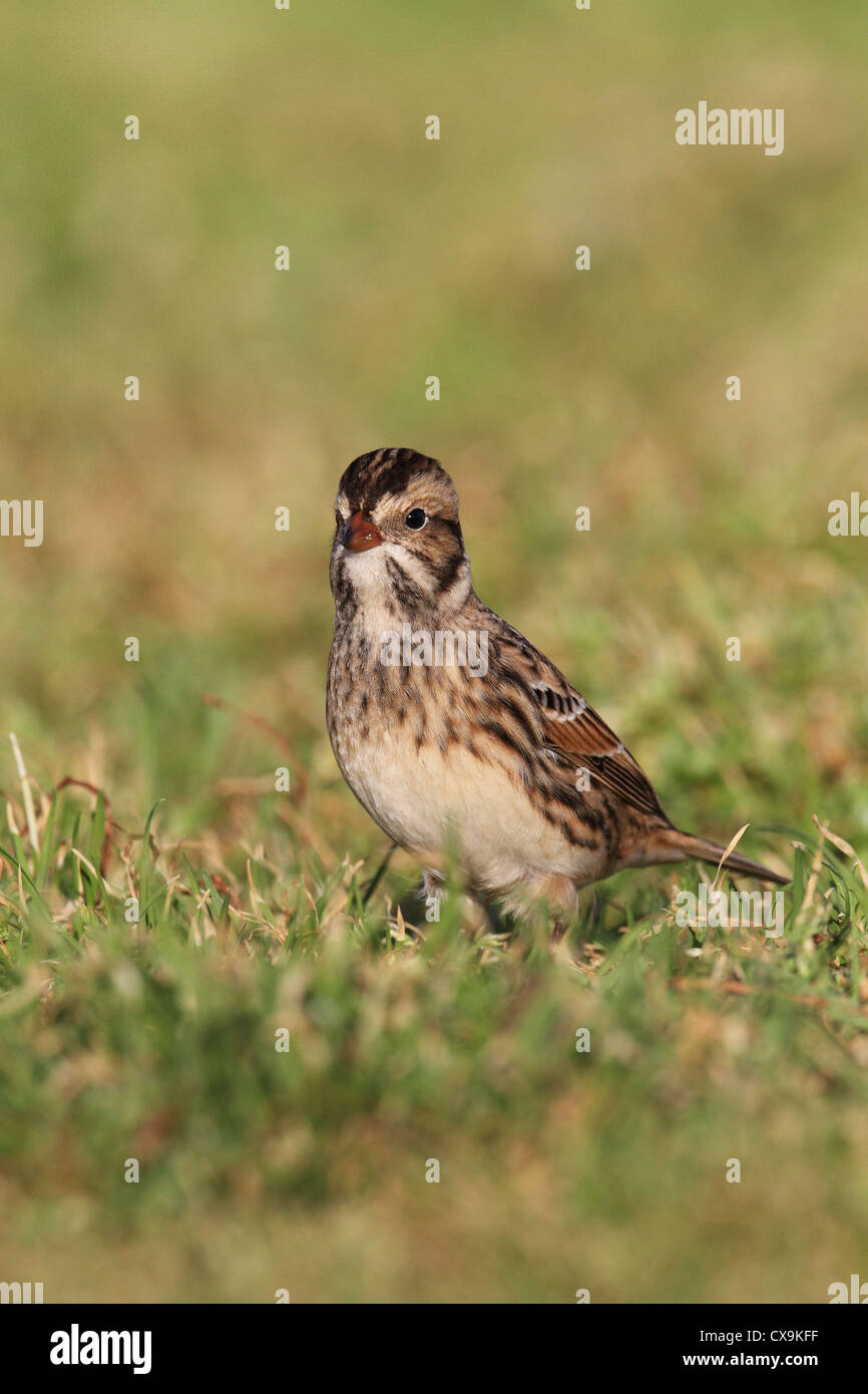 Lapland Bunting (Lapland Longspur) Calcarius lapponicus, Shetland ...