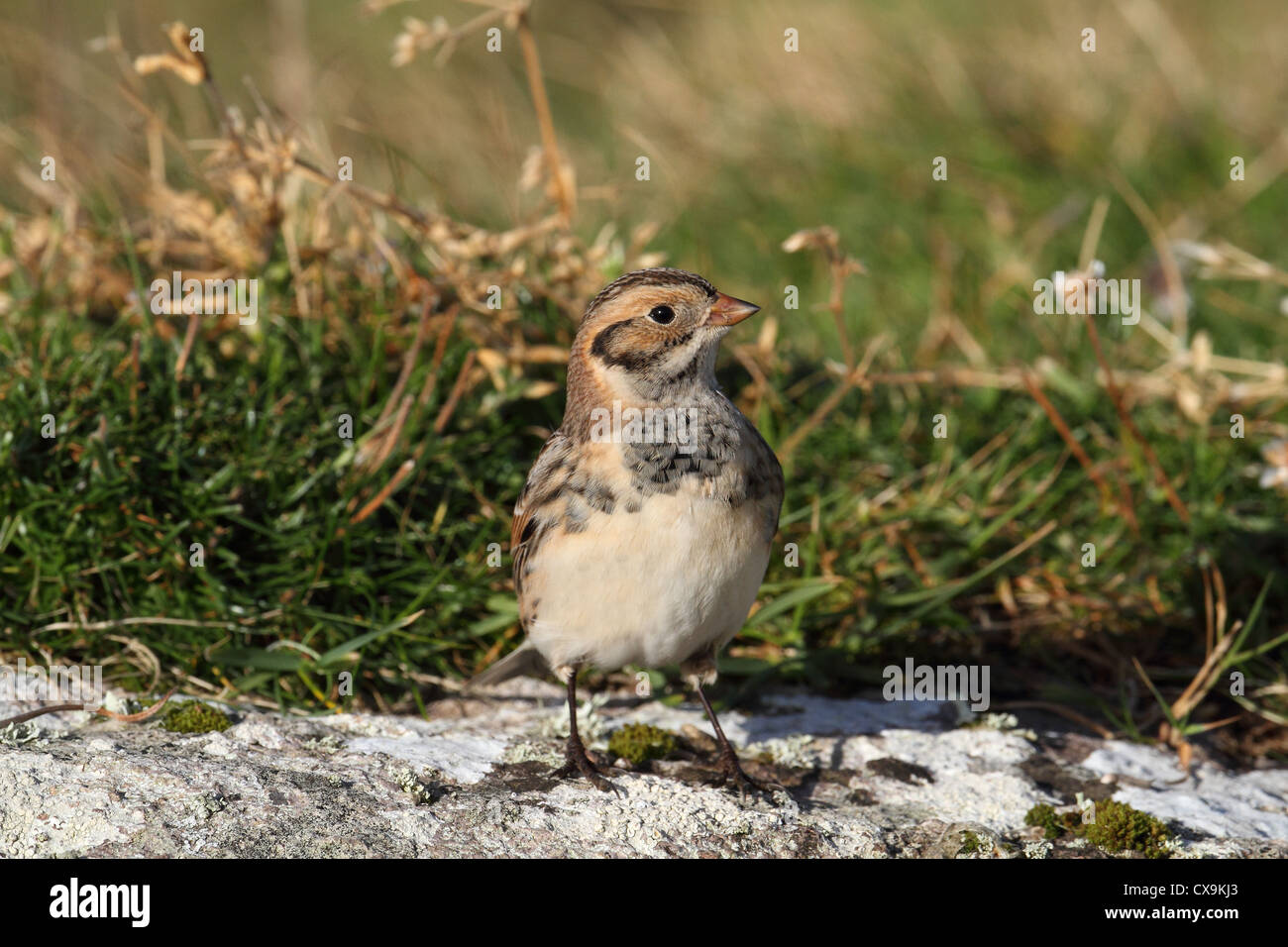Lapland Bunting (Lapland Longspur) Calcarius lapponicus, Shetland ...