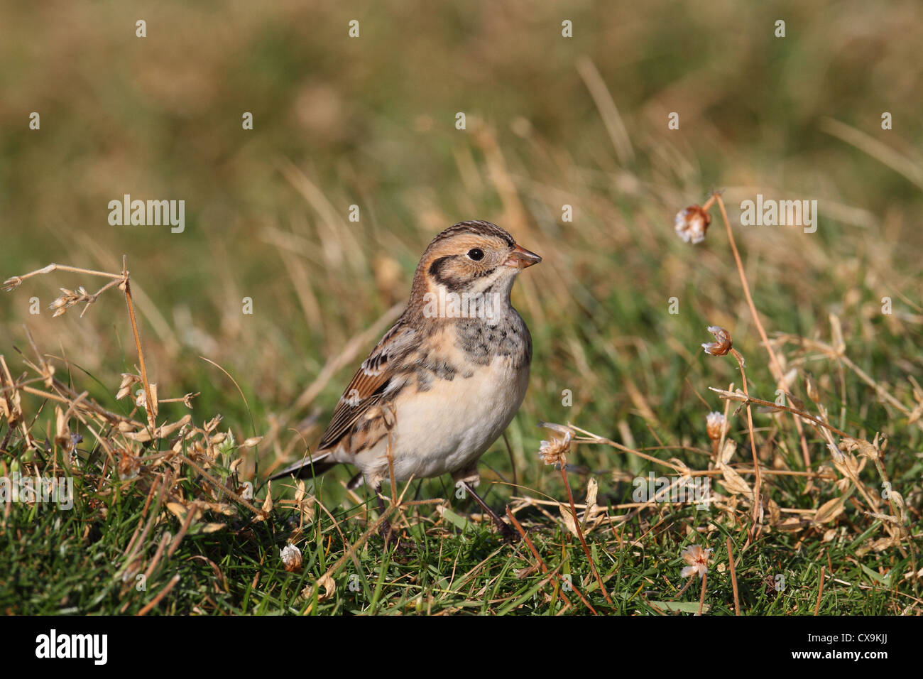 Lapland Bunting (Lapland Longspur) Calcarius lapponicus, Shetland ...