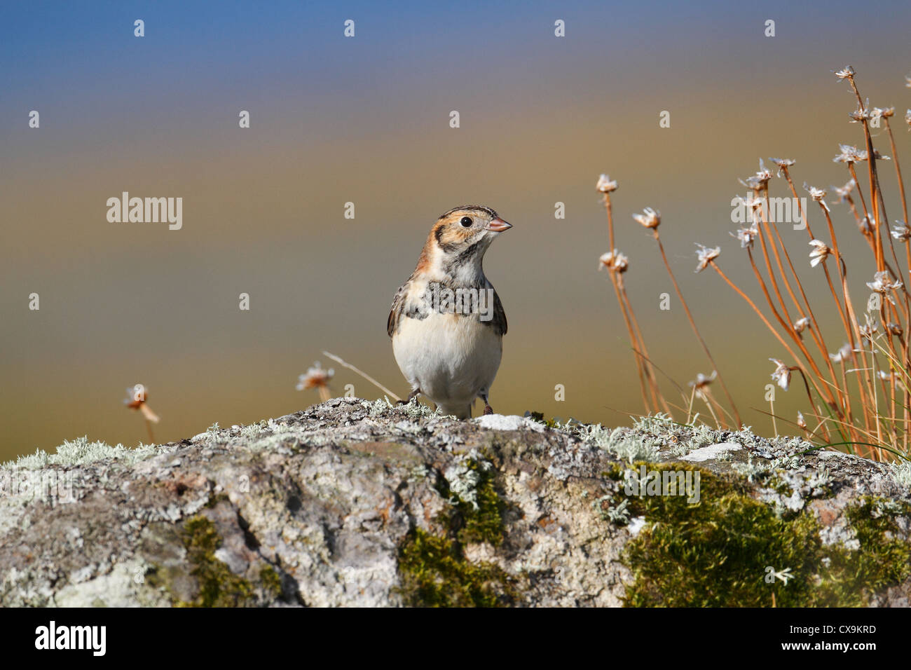 Lapland Bunting (Lapland Longspur) Calcarius lapponicus Stock Photo - Alamy