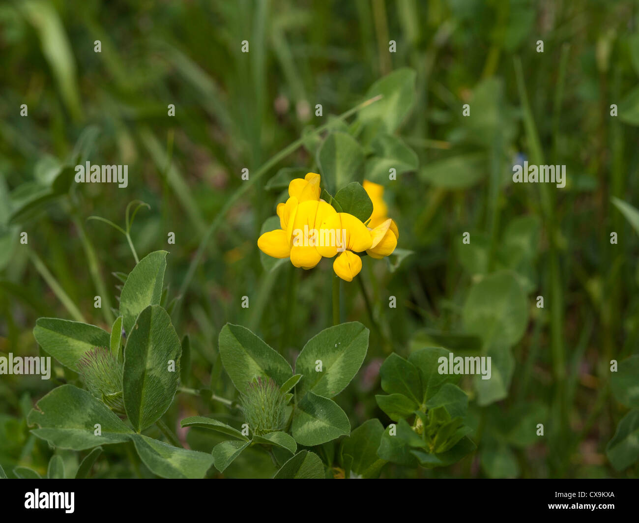 Birdsfoot trefoil Lotus corniculatus Stock Photo - Alamy