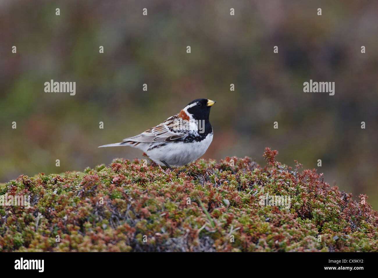 Adult male Lapland Bunting (Lapland Longspur) Calcarius lapponicus ...