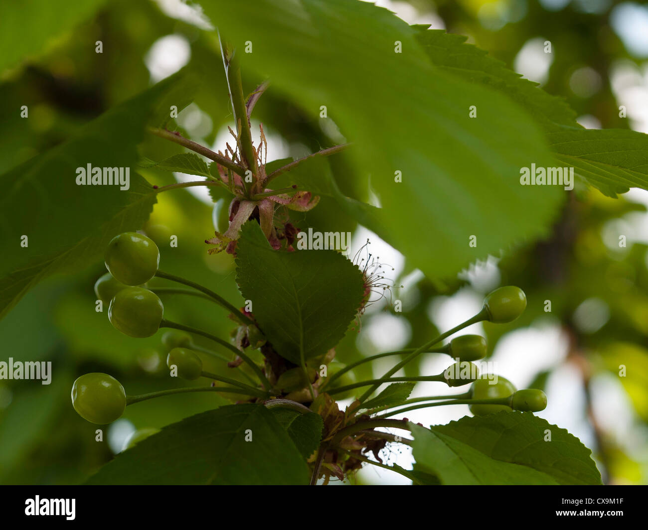 Unripe cherries on a tree Stock Photo - Alamy