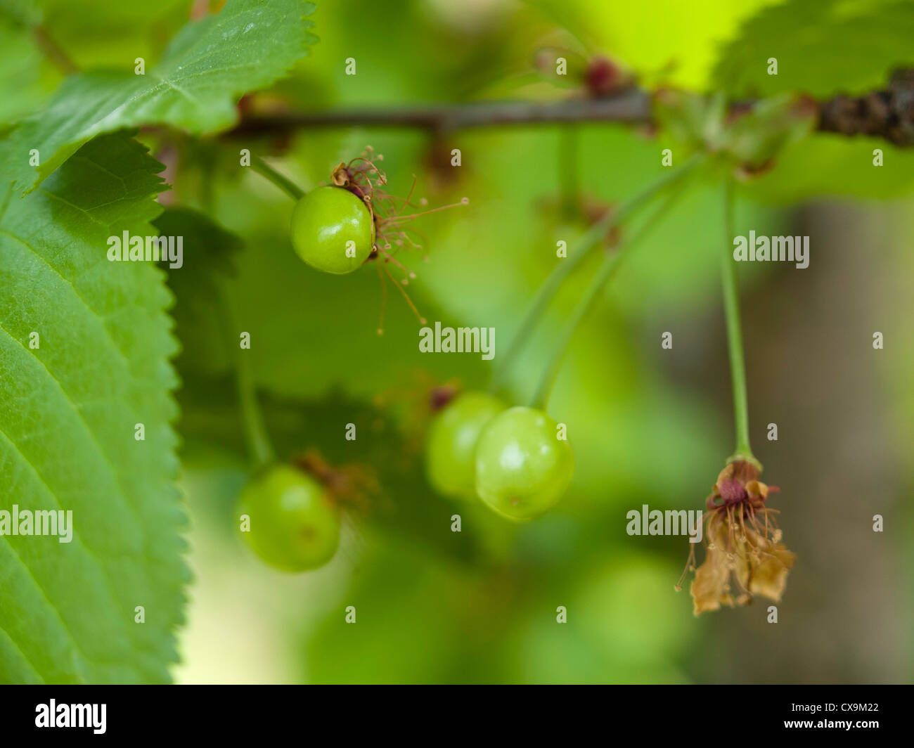 Unripe cherries on a tree Stock Photo - Alamy