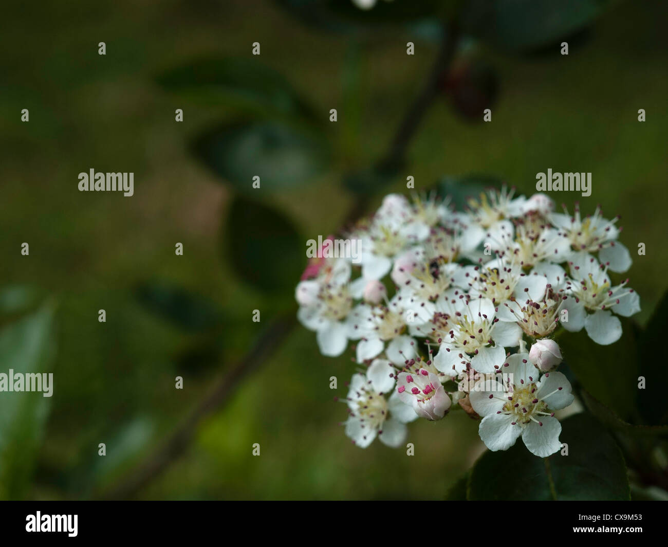 Raspberry flower hi-res stock photography and images - Alamy
