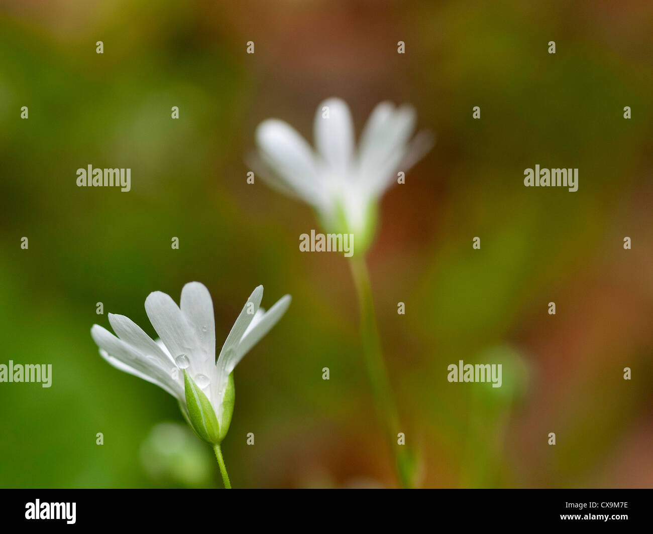 Common field plant (wild Stock Photo - Alamy