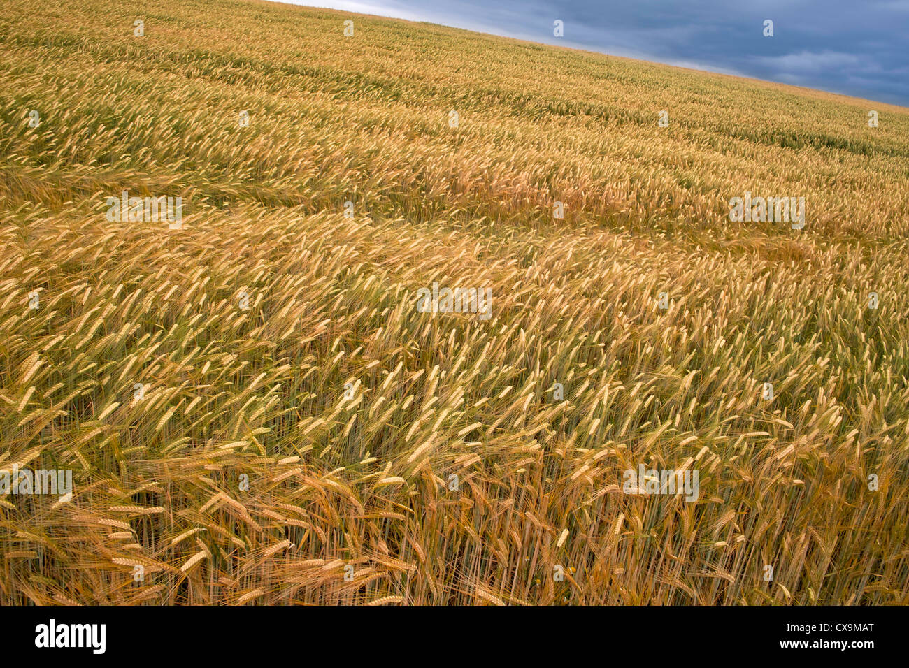 Croatian village landscape, surroundings of Zagreb (Dugo Selo), Croatia ...
