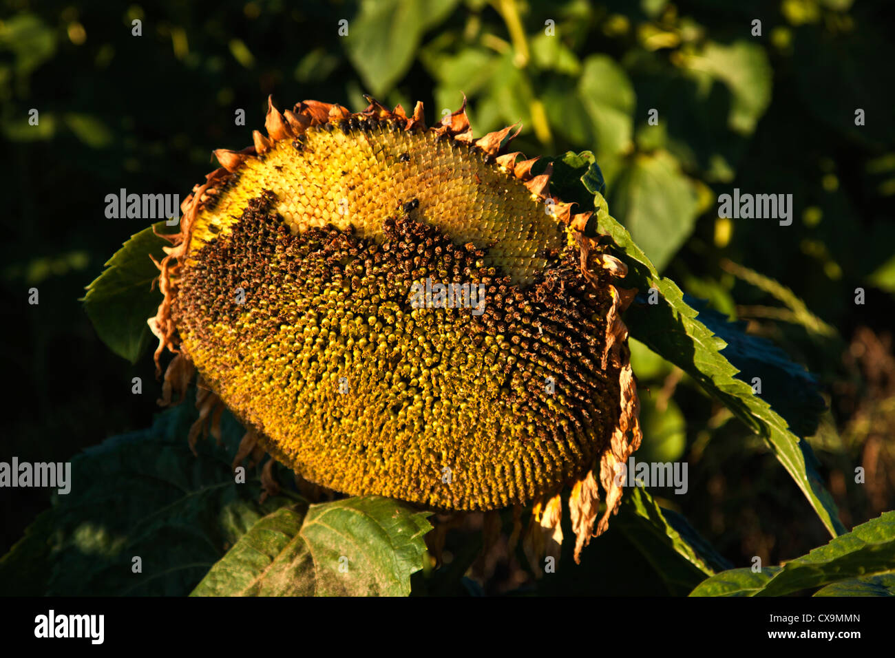 Seedhead of Sunflower Ripening in Sun Stock Photo - Alamy
