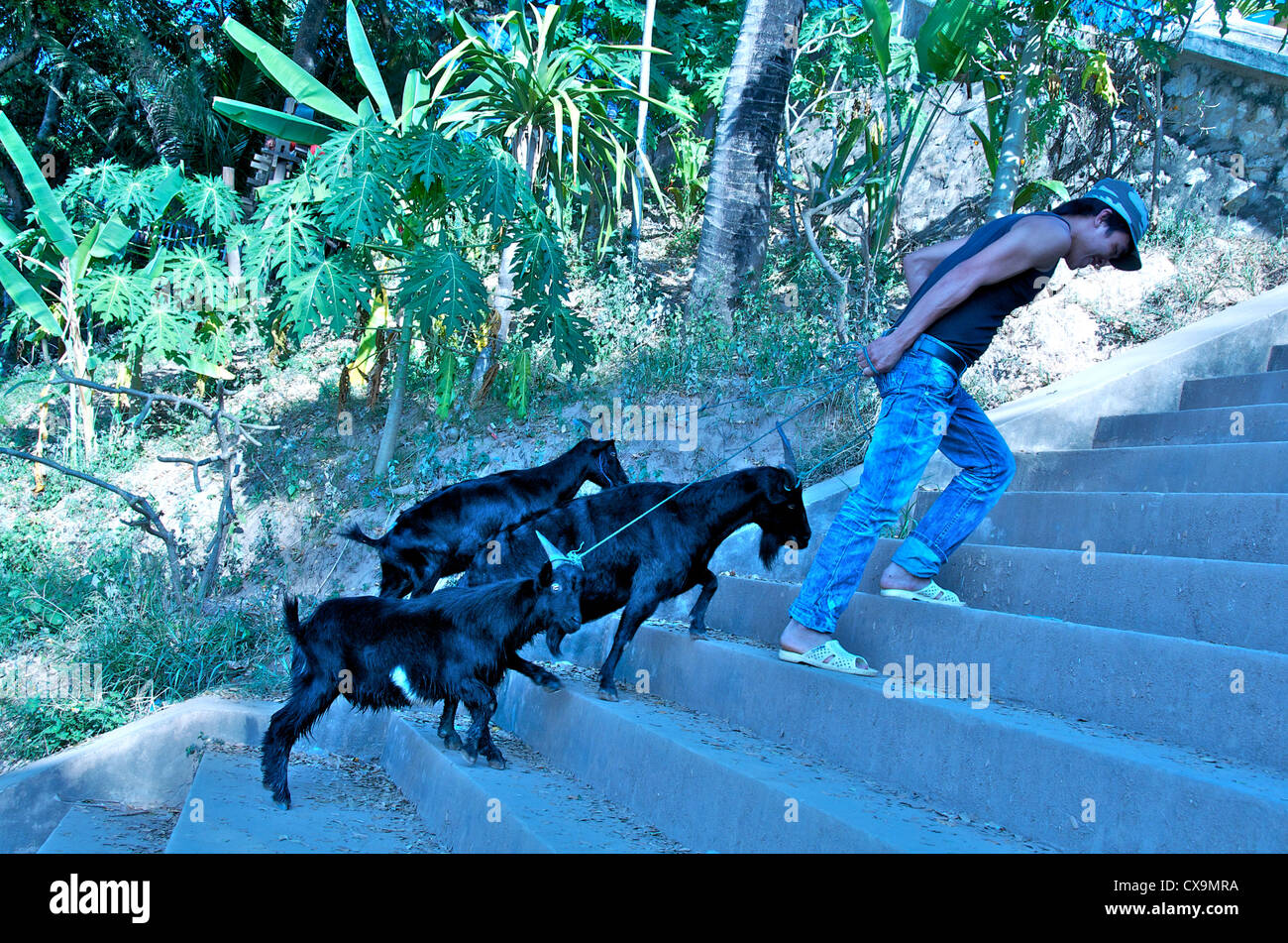 Goats climbing hi-res stock photography and images - Alamy