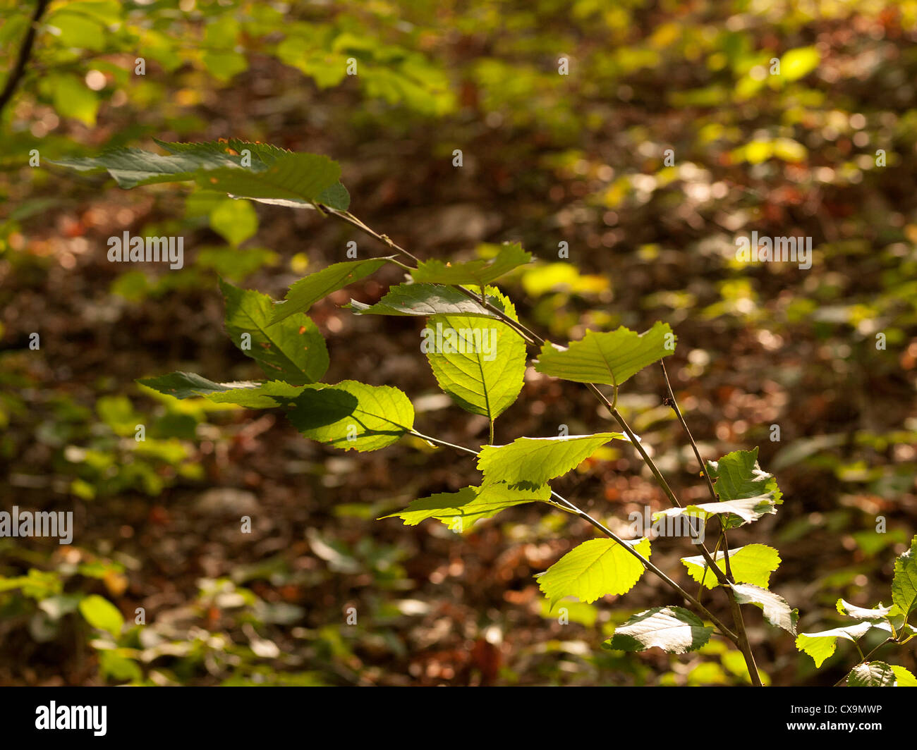 Common field plant (wild Stock Photo - Alamy