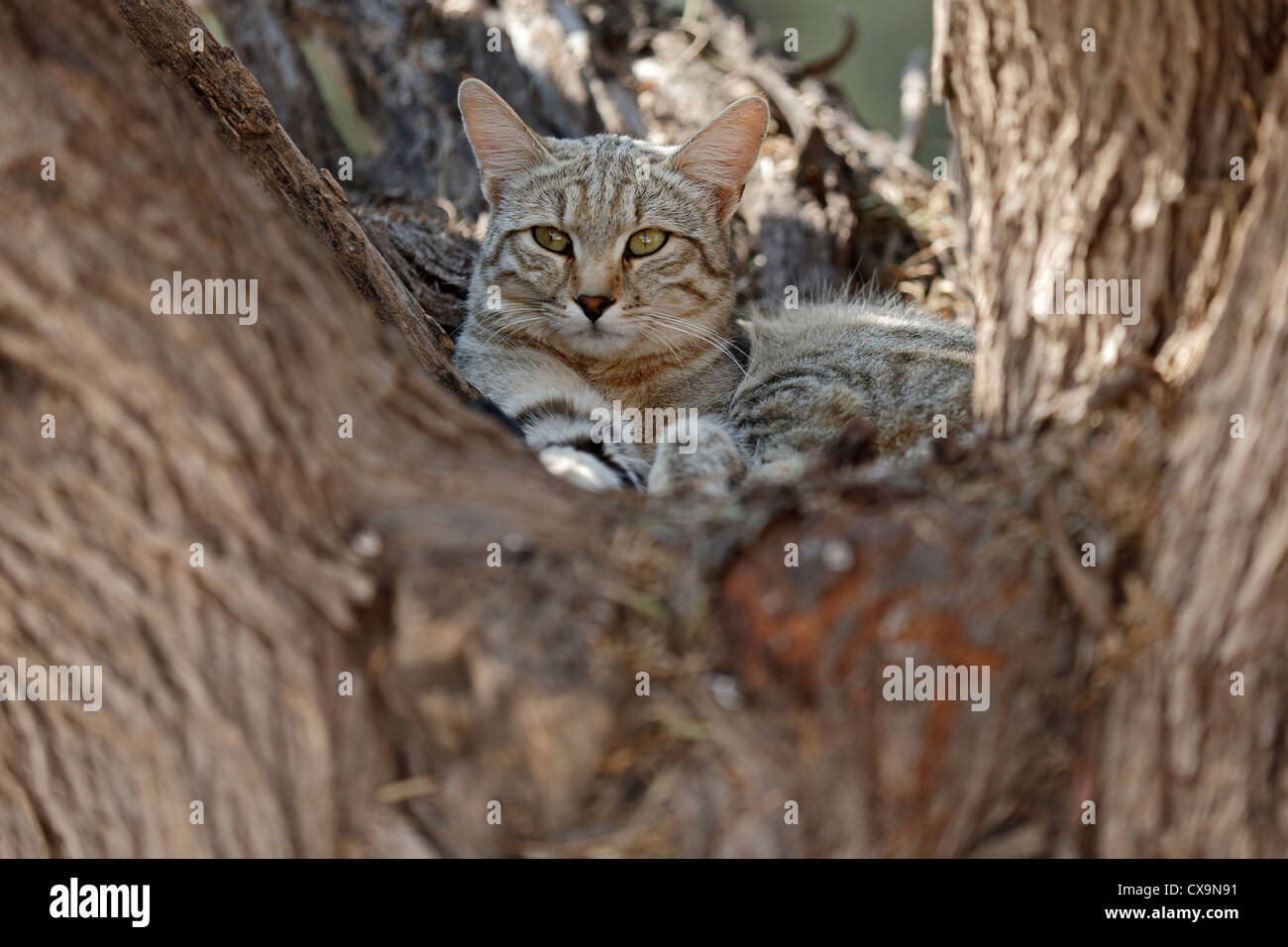 Portrait of an African wild cat (Felis silvestris lybica), Kalahari ...