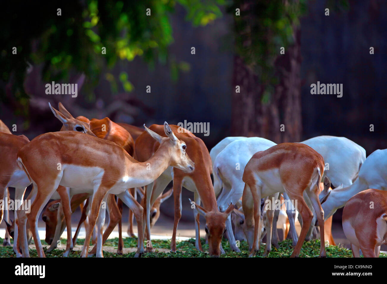 Black buck family Stock Photo - Alamy