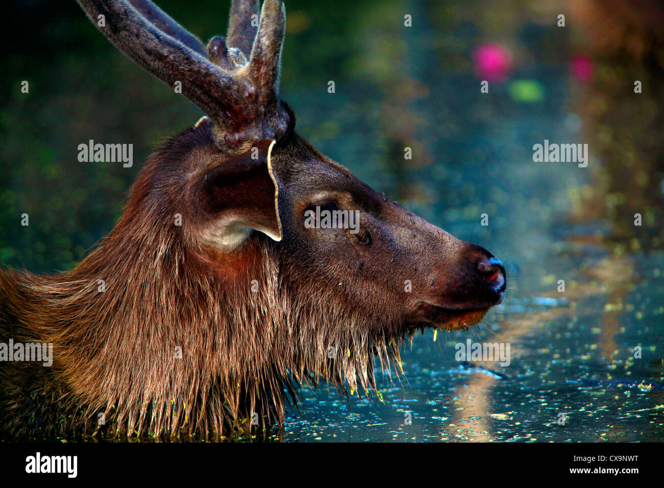 Sambar Deer closeup Stock Photo - Alamy