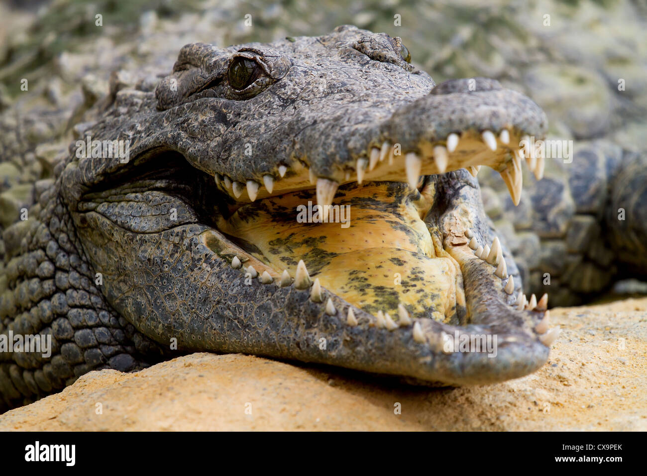 Crocodile open mouth hi-res stock photography and images - Alamy