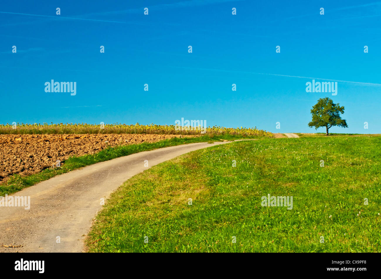 tree with way Stock Photo - Alamy