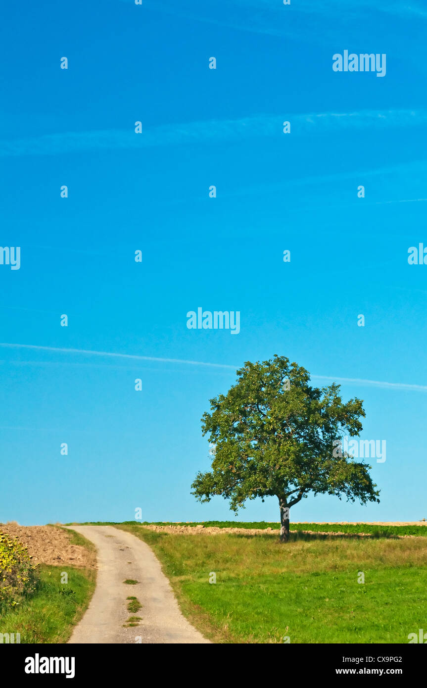 tree with way Stock Photo - Alamy