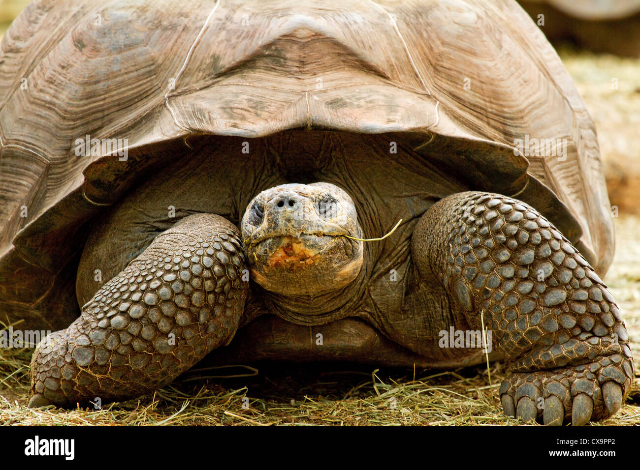 Front of turtle in closeup Stock Photo - Alamy